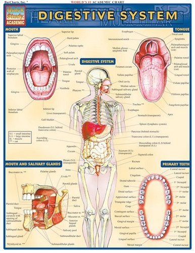 boweldiseases.net - Diseases Explained